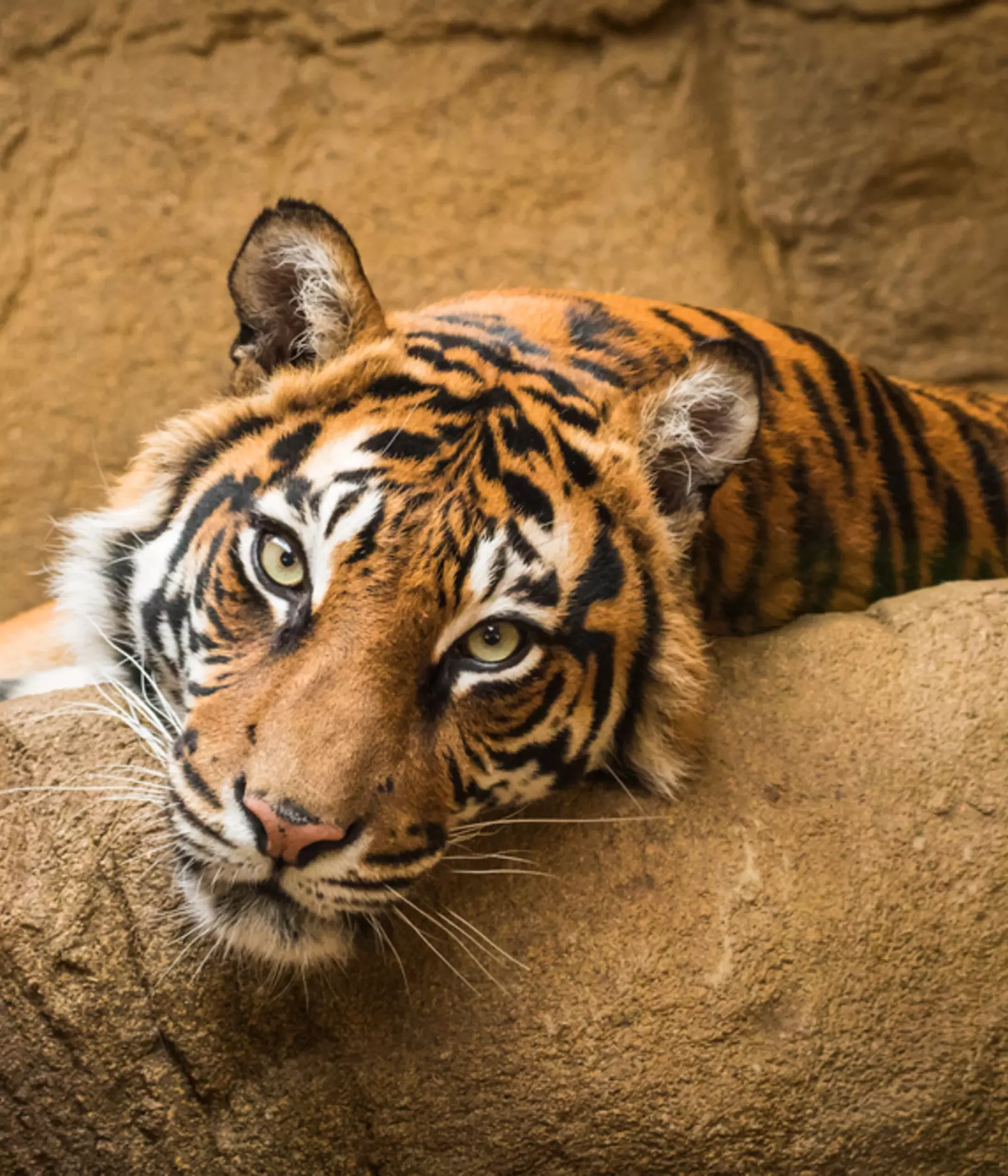 The History of ZSL | ZSL