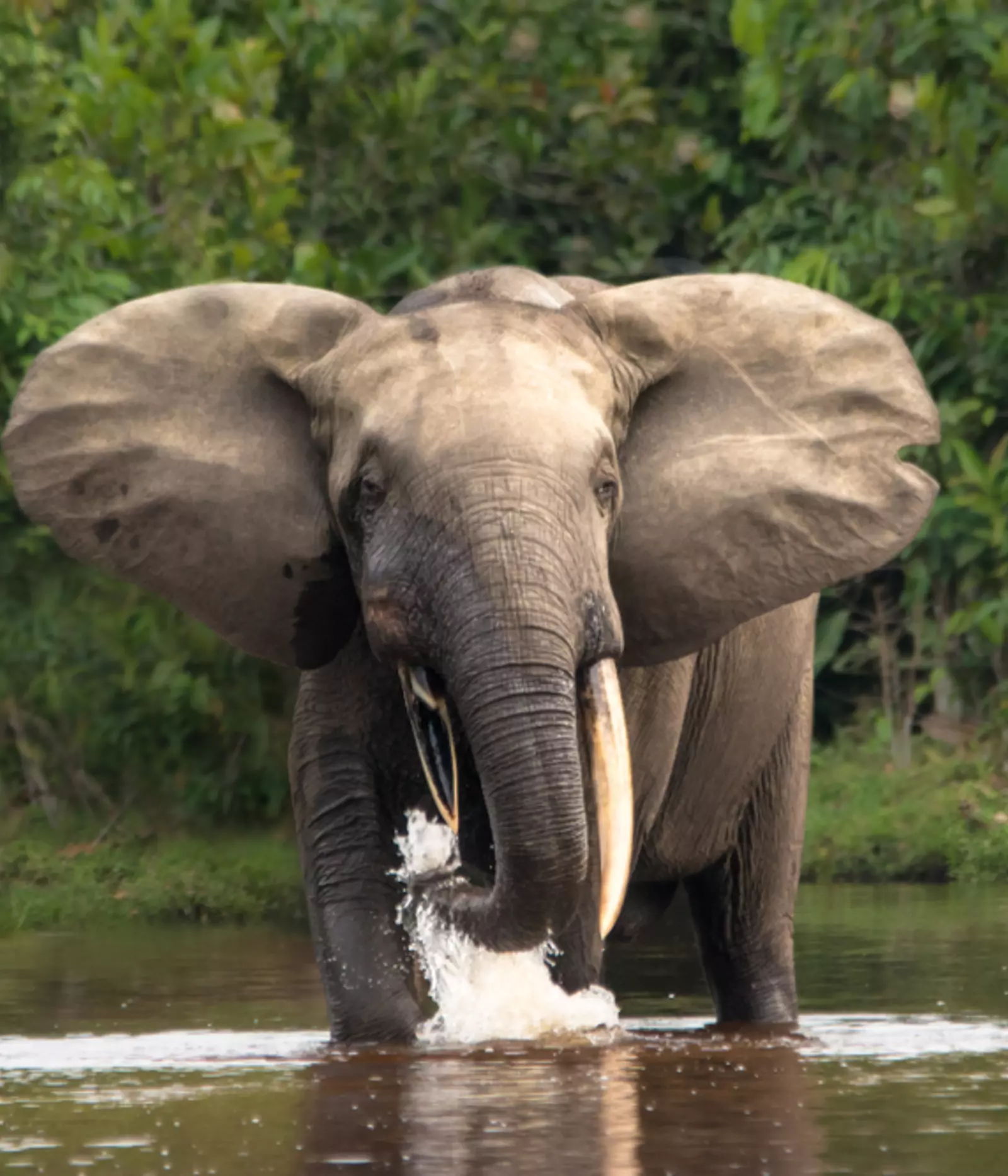 African forest elephant | ZSL