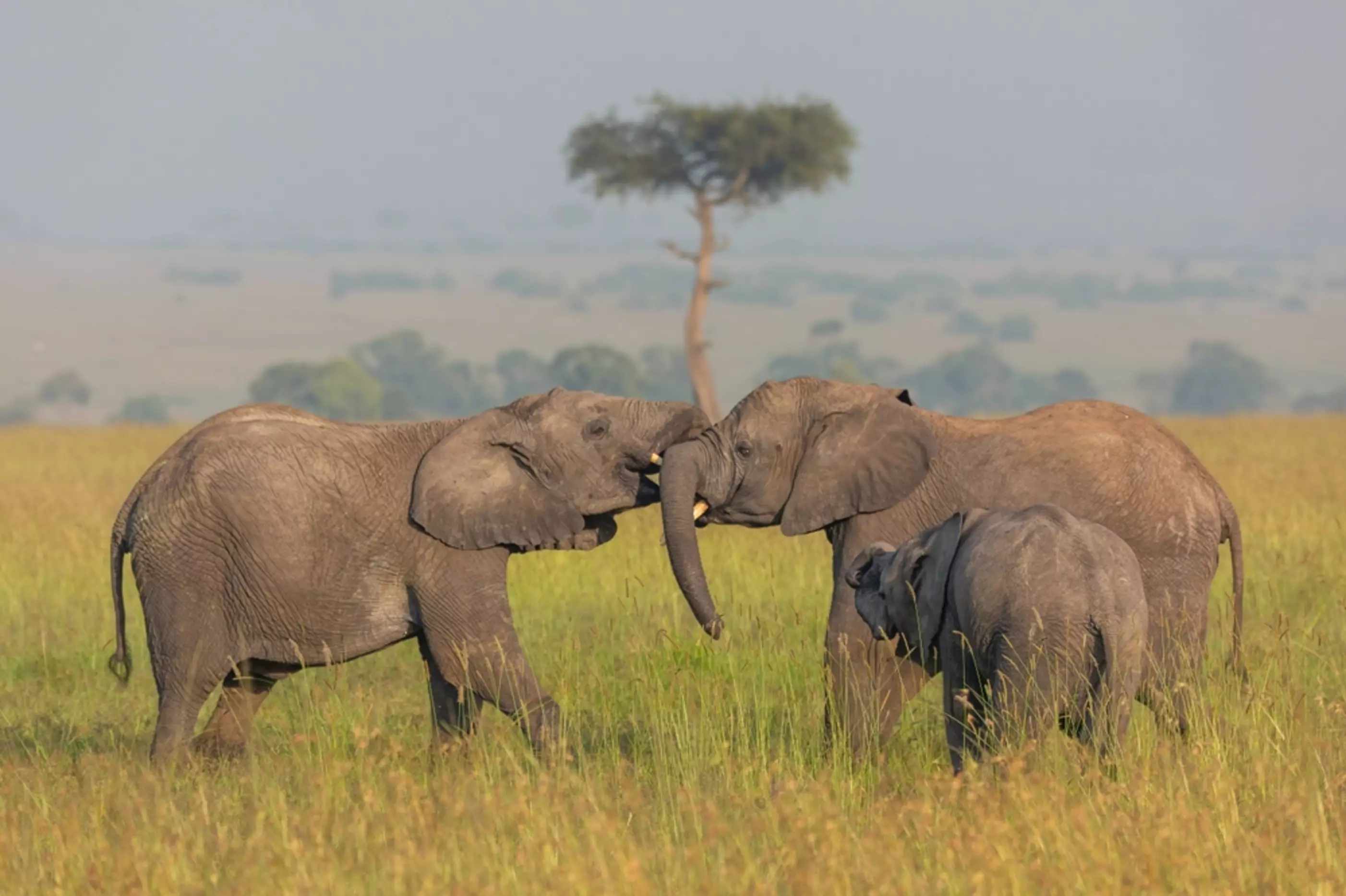 Animal Conservation | ZSL