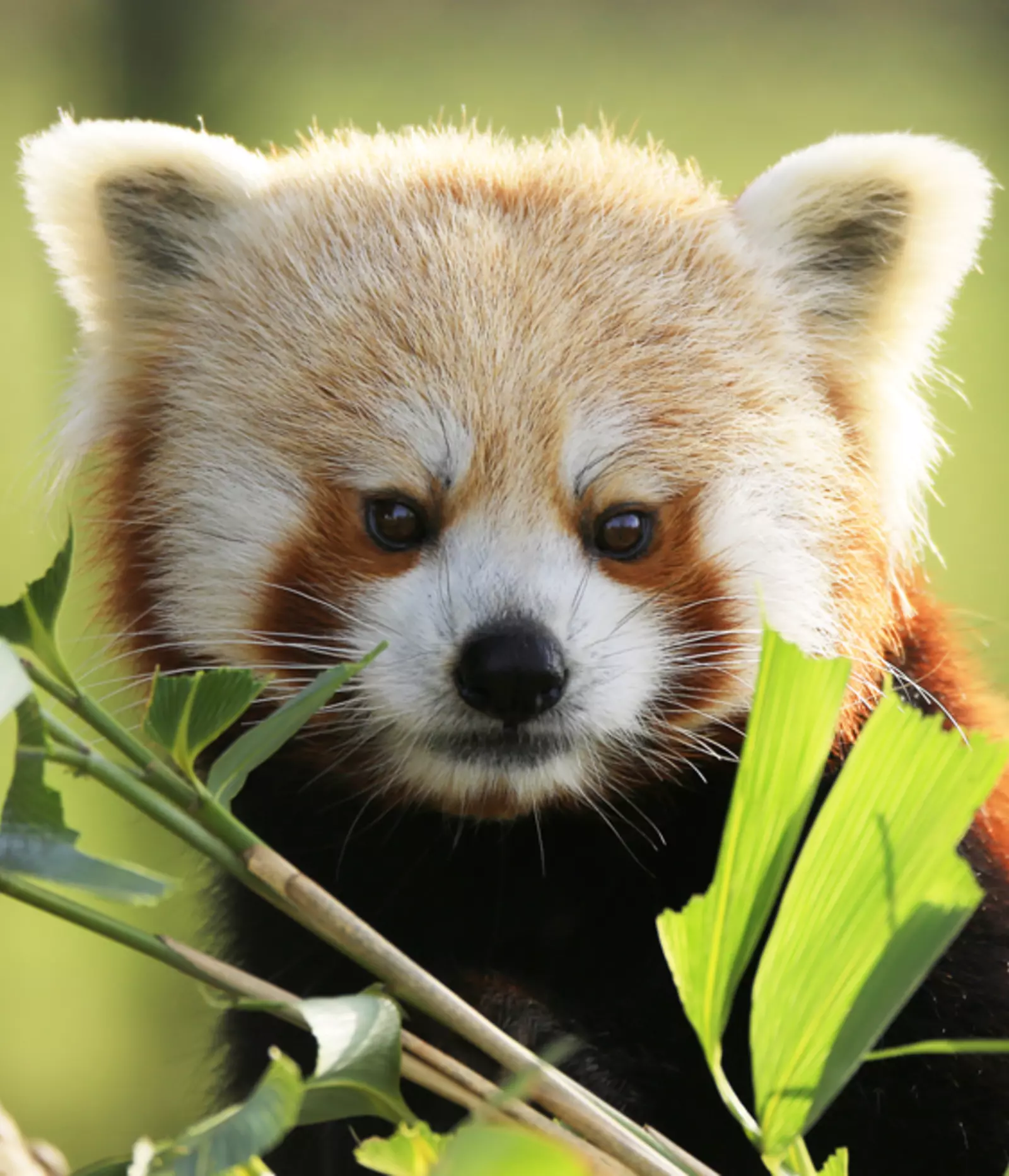Protecting animals on the EDGE | The Zoological Society of London