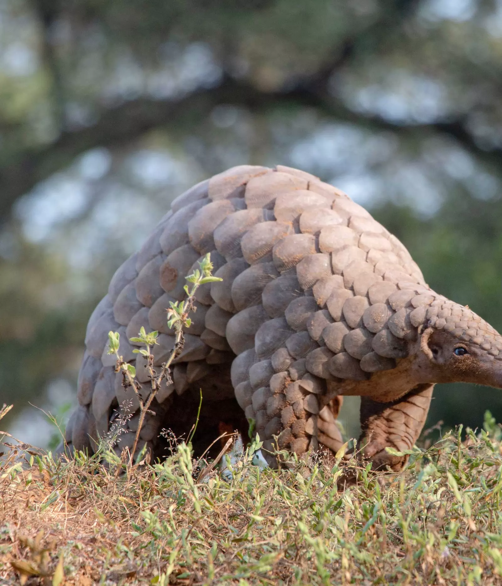 Wildlife conservation | ZSL