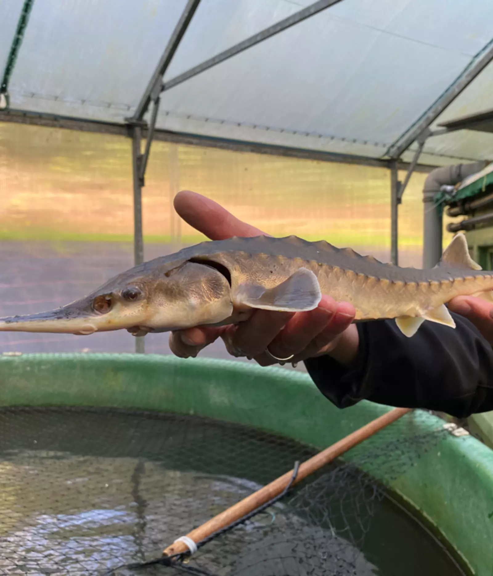 Saving Britain’s royal fish | The Zoological Society of London