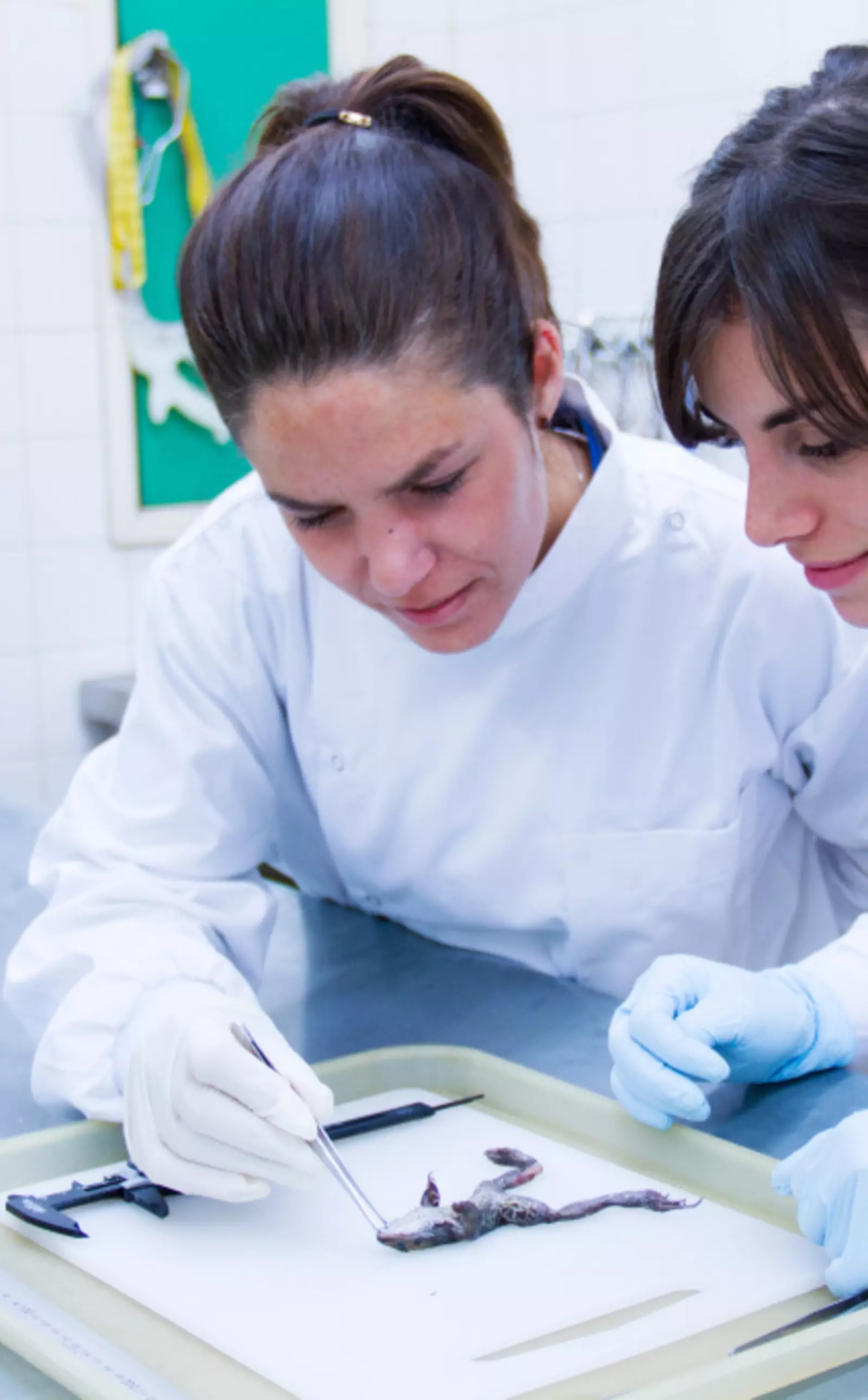 Science and Conservation Projects | ZSL