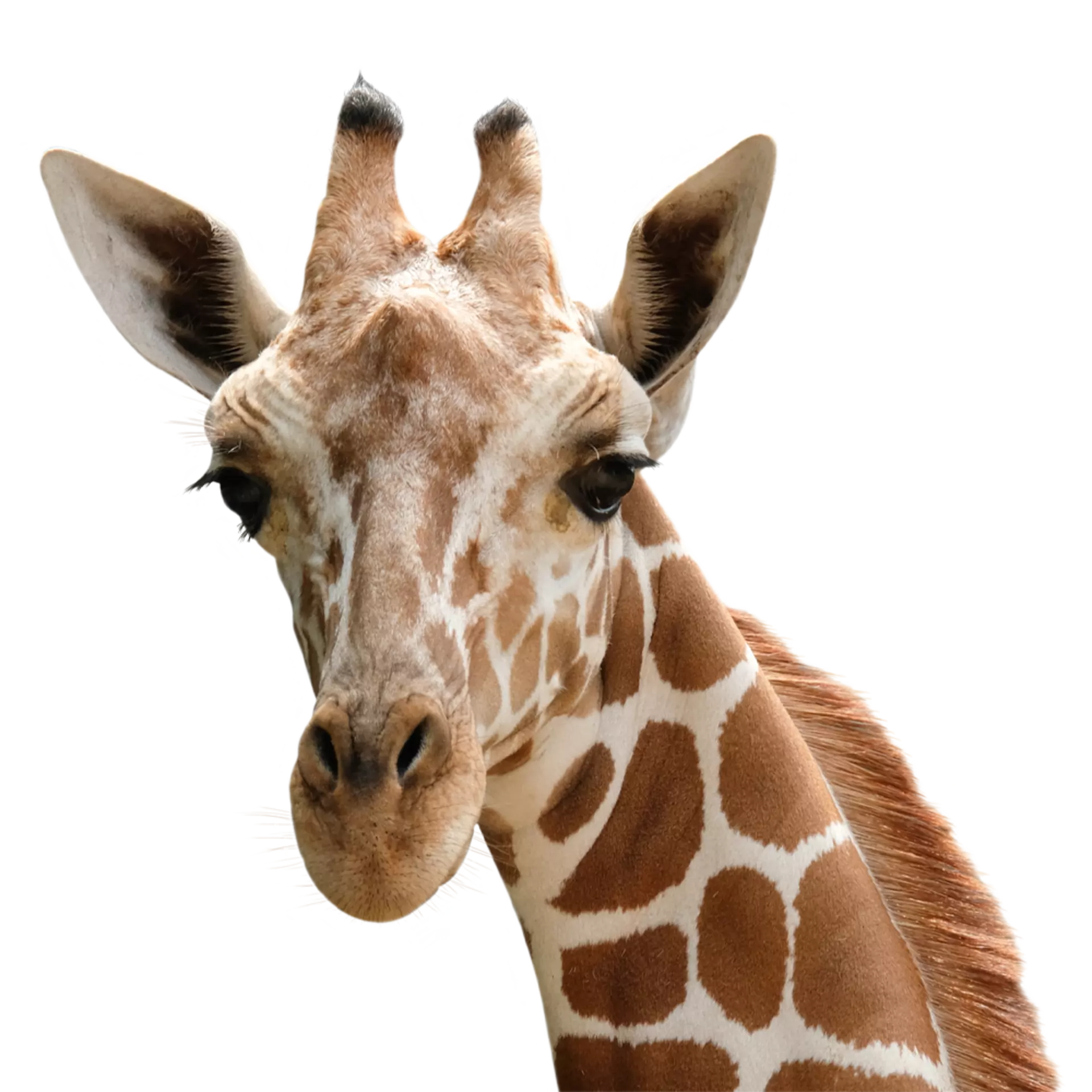 David Styles - oral archive | The Zoological Society of London