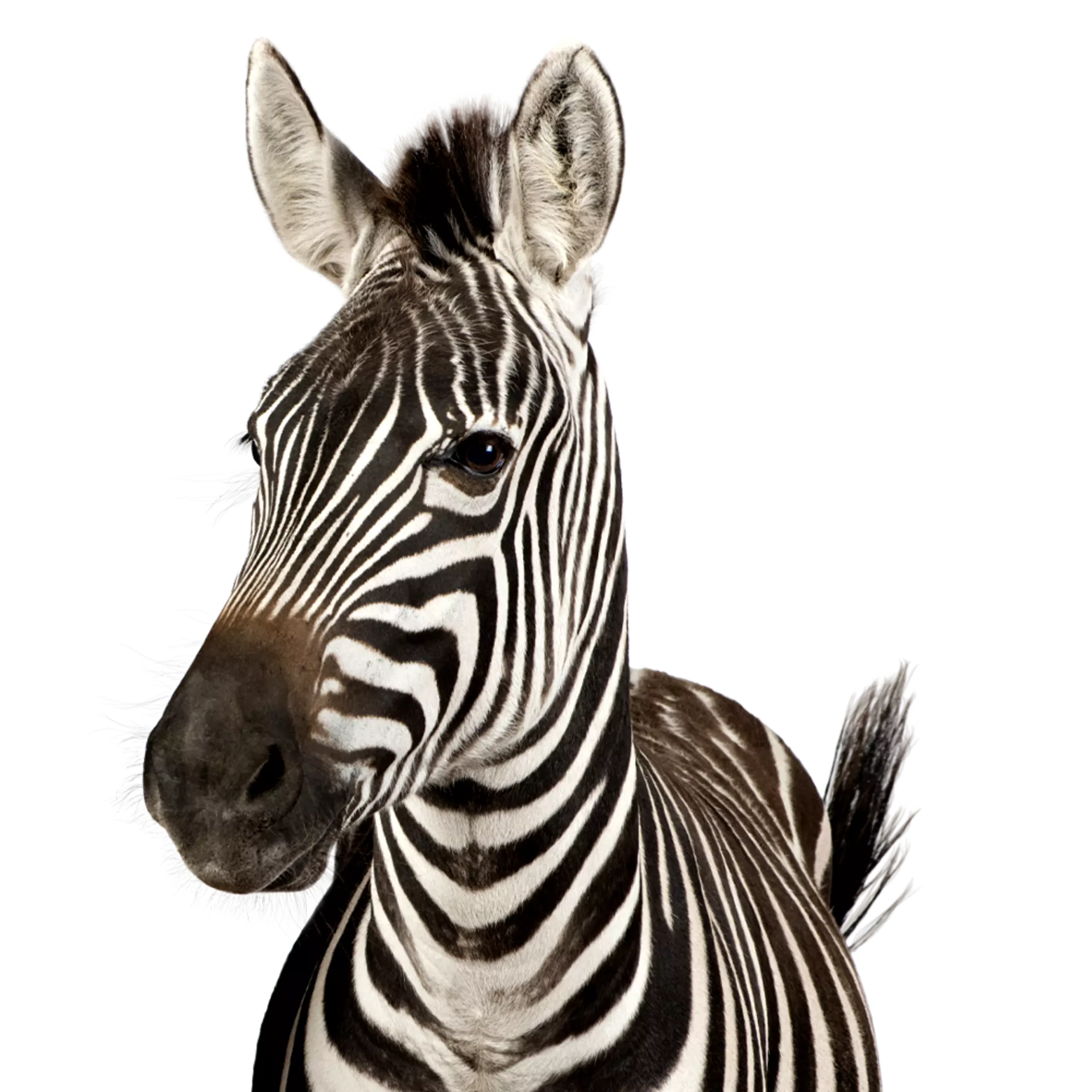 Pop Culture | The Zoological Society of London
