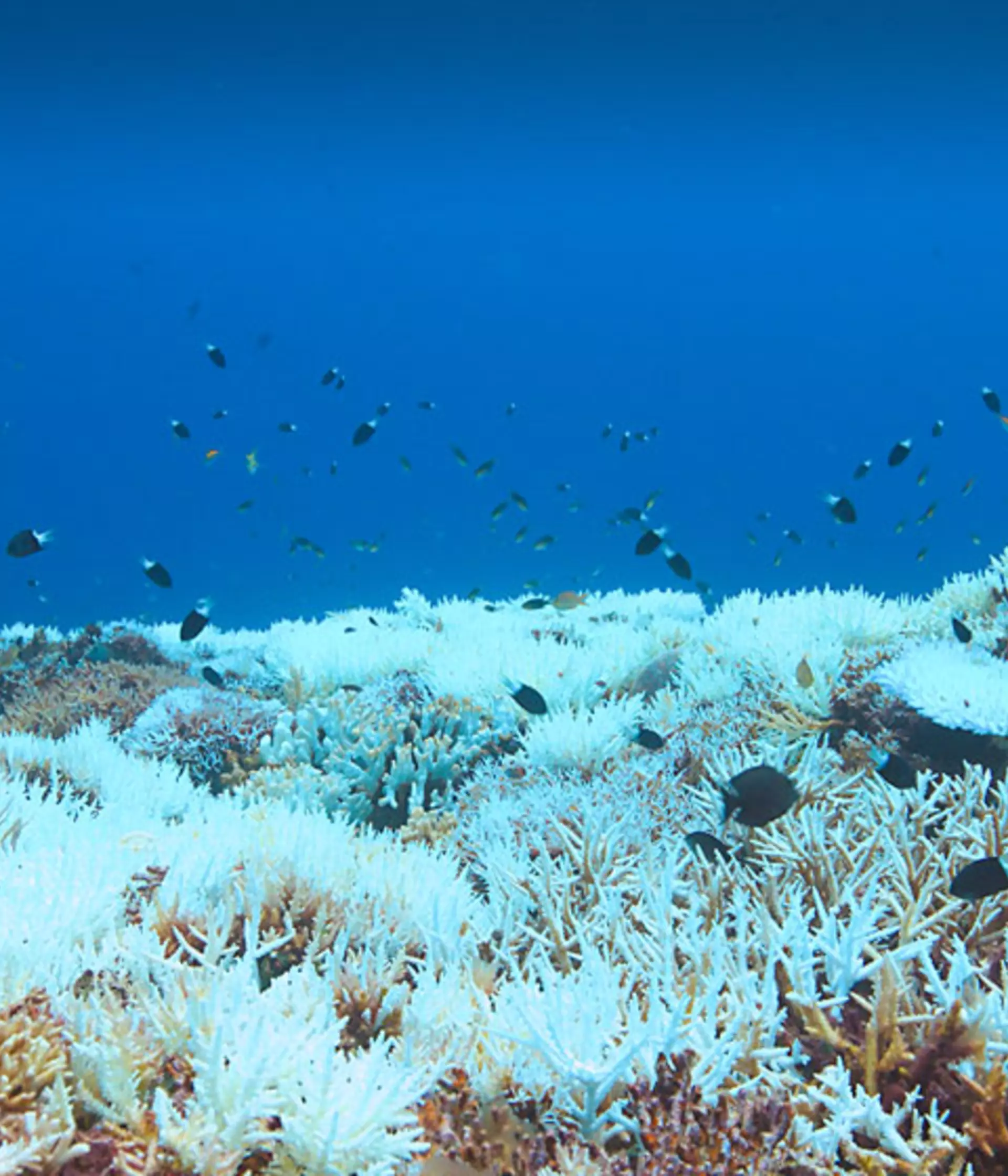 Predicting and managing the impacts of extreme climatic events on ...