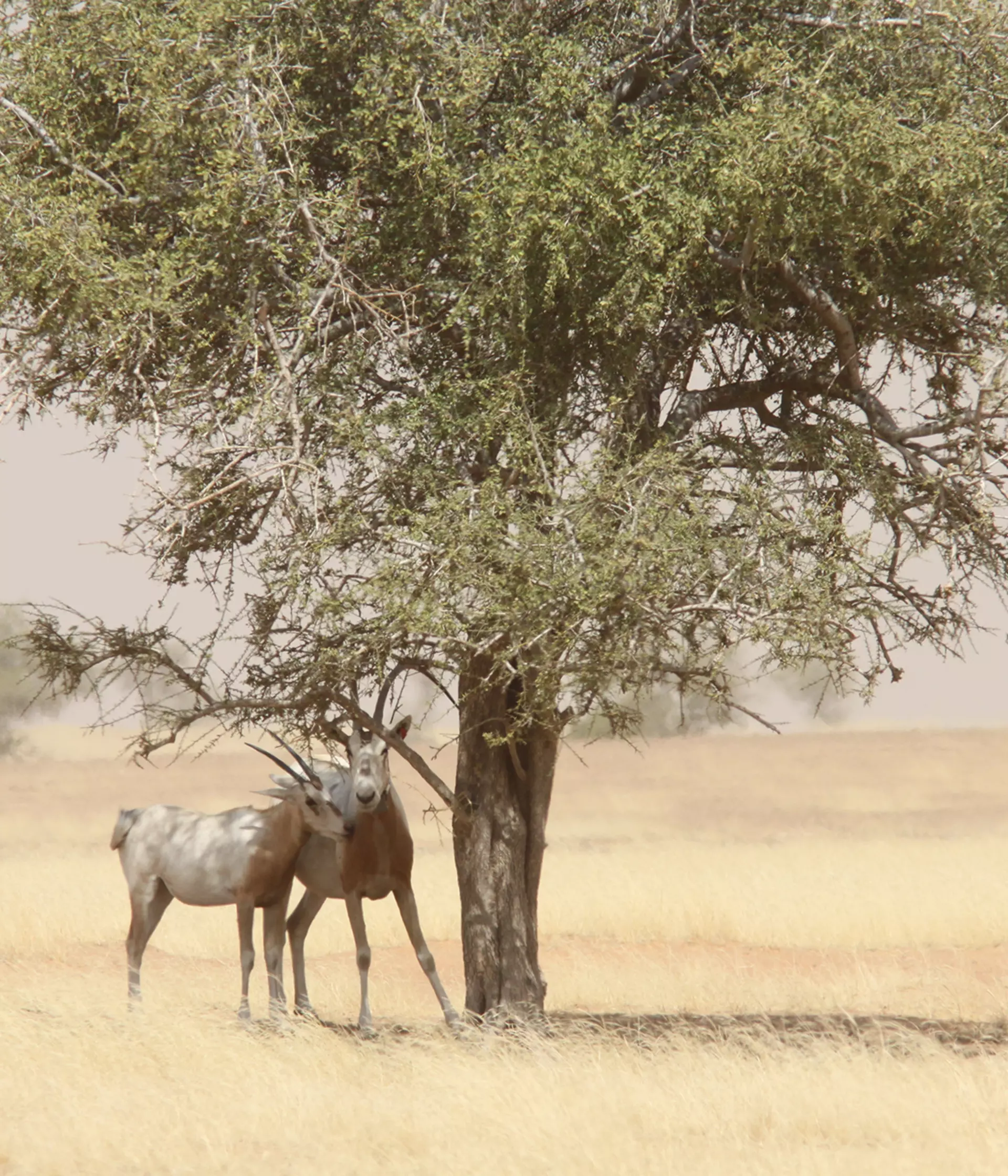 Biodiversity conservation works | The Zoological Society of London