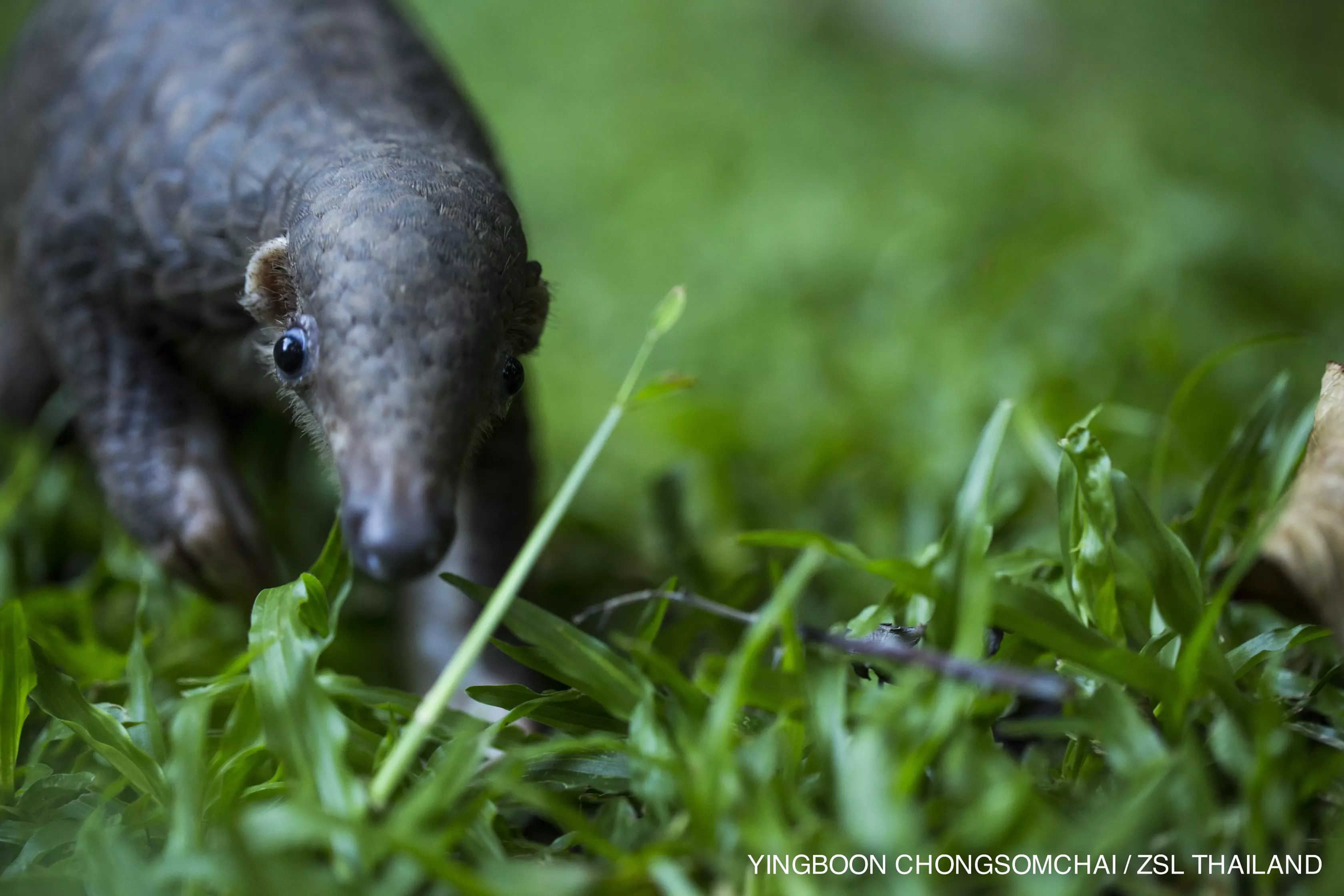 Why are pangolins endangered? | The Zoological Society of London