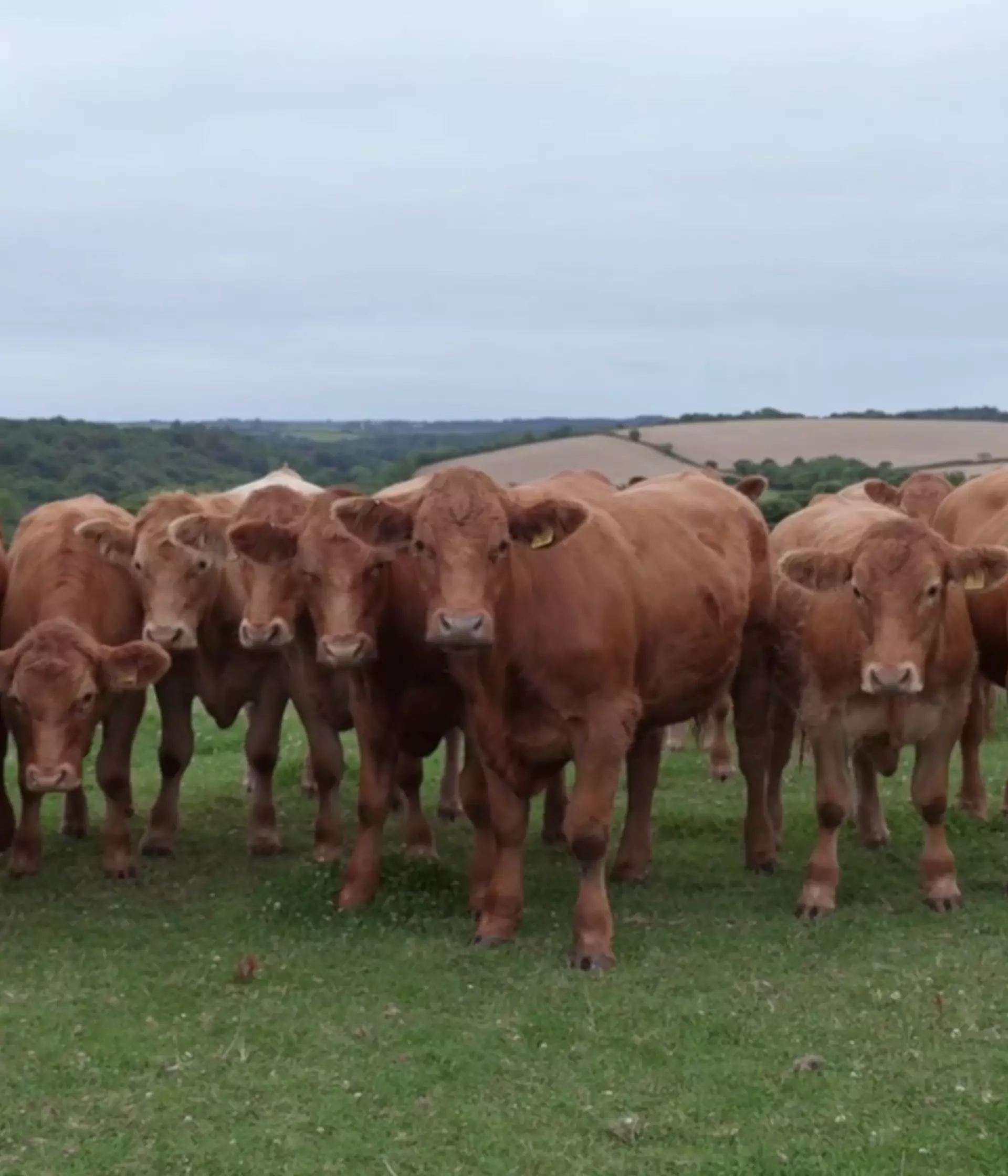 New strategy launched to address devastating cattle disease | The ...