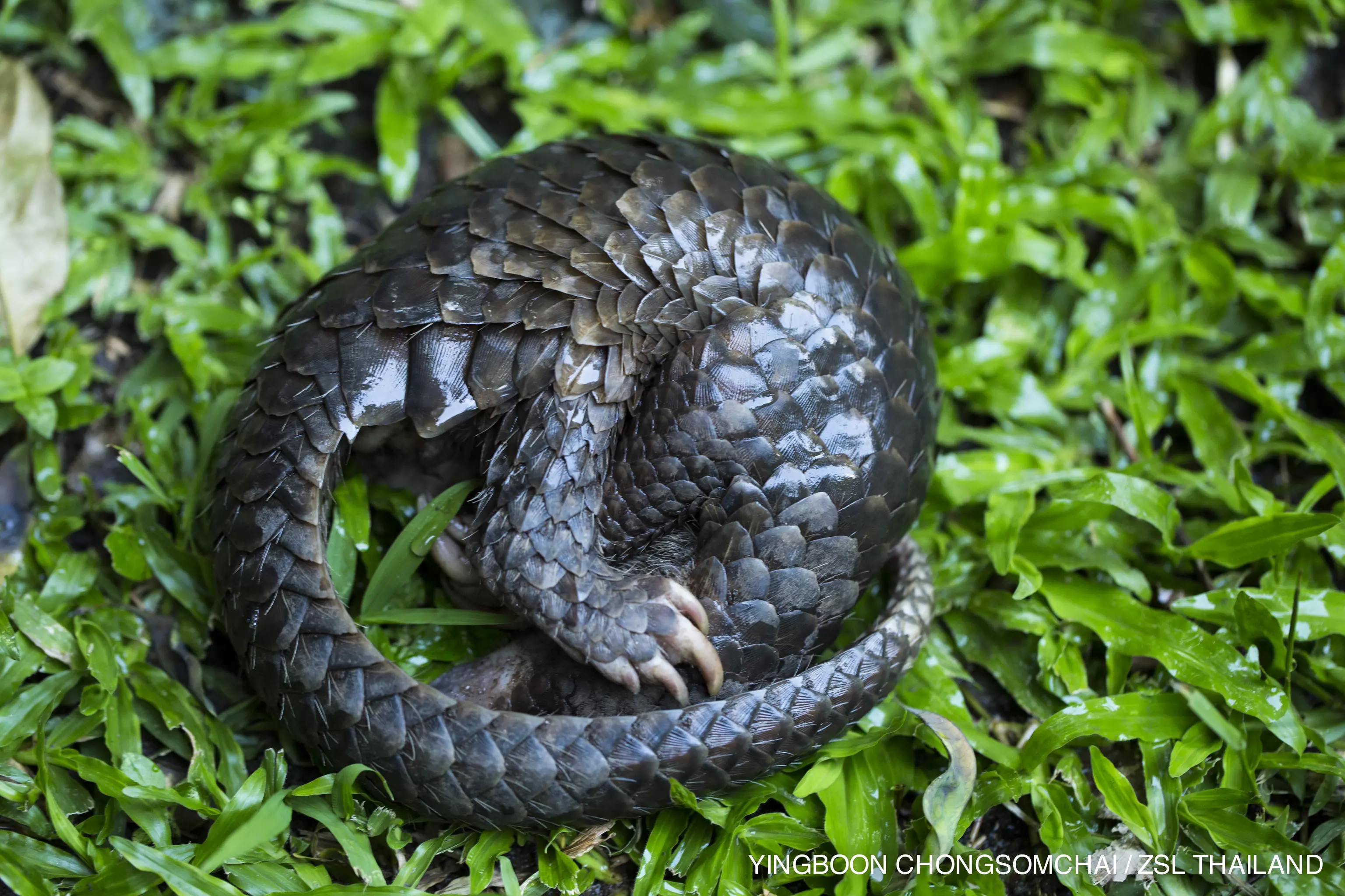 ZSL | A science-driven conservation charity