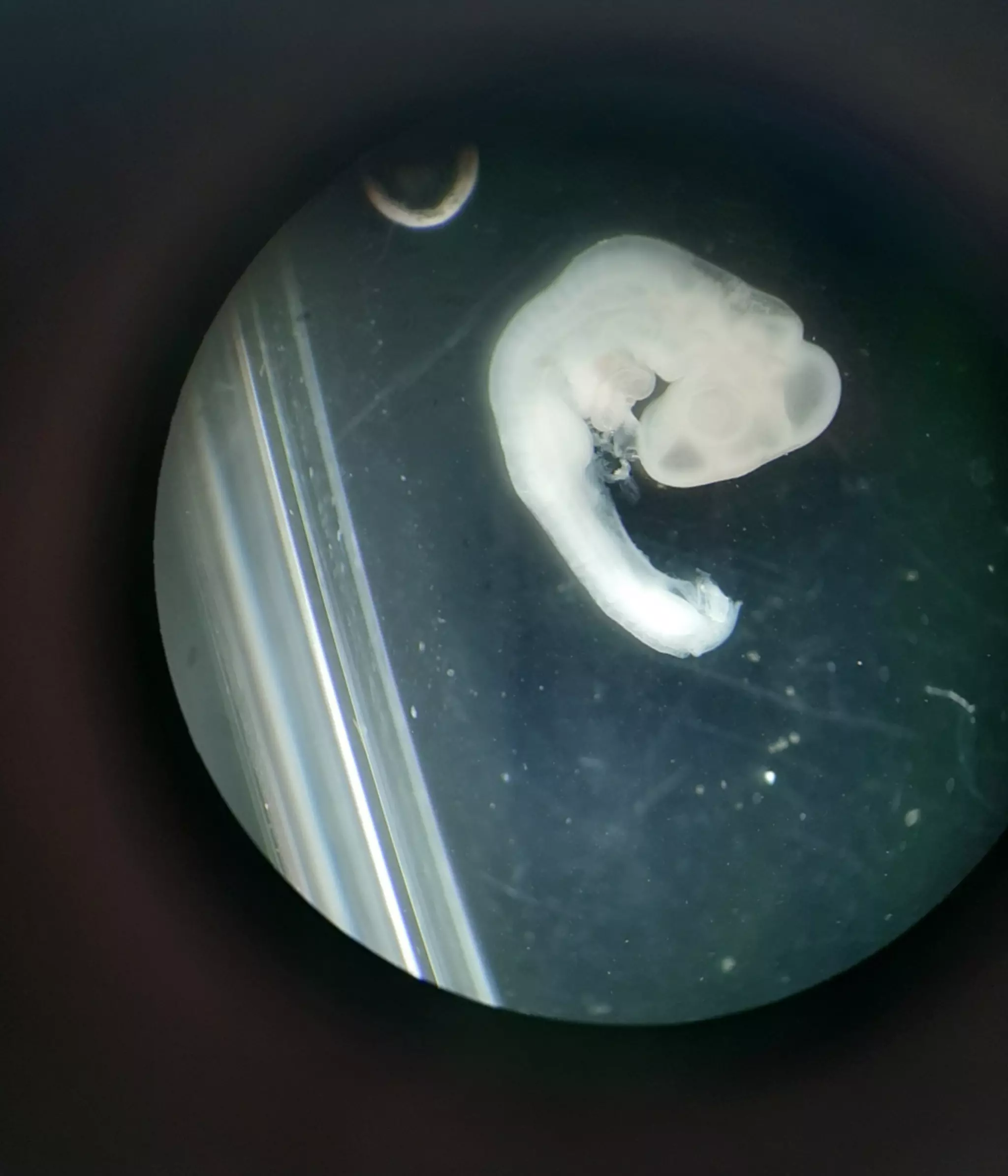 Identifying the causes of hatching failure in birds | ZSL