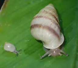 Partula snail conservation | ZSL