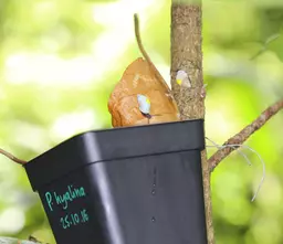 Partula snail conservation | ZSL