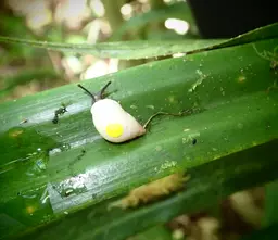Partula snail conservation | ZSL