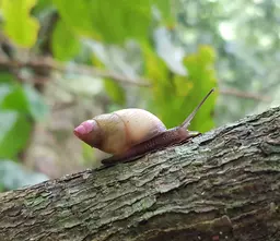 Partula snail conservation | ZSL