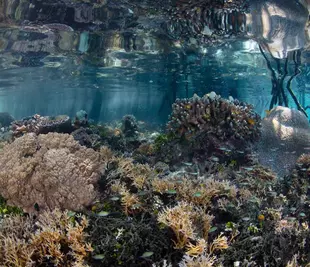 Mangroves | ZSL