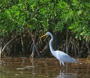 Mangroves | ZSL