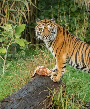 Giving animals choice: how ZSL's Zoo Keepers use science to positively ...