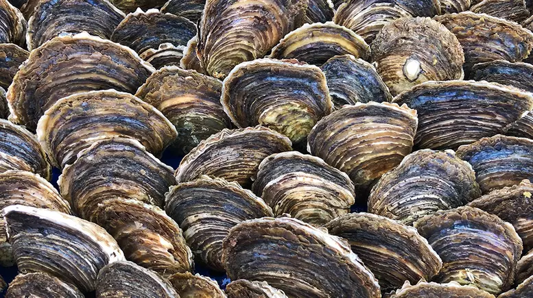 Native Oysters restored to the Firth of Clyde | ZSL