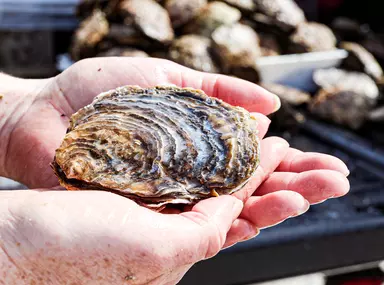 Restored oysters support marine life | ZSL