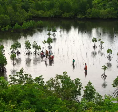 Mangroves | ZSL