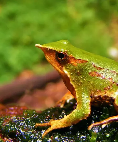 Conservationists move closer to saving tiny frog from amphibian ...
