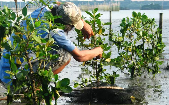 Mangroves | ZSL