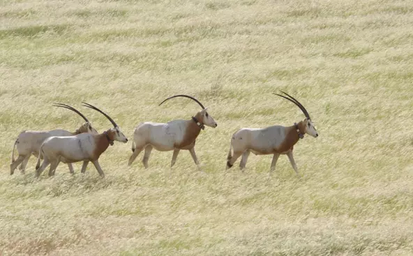 Extinct in the Wild antelope brought back from brink of extinction] | ZSL