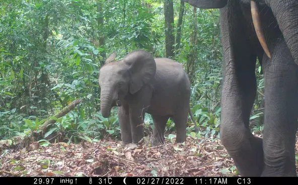 African forest elephant | ZSL