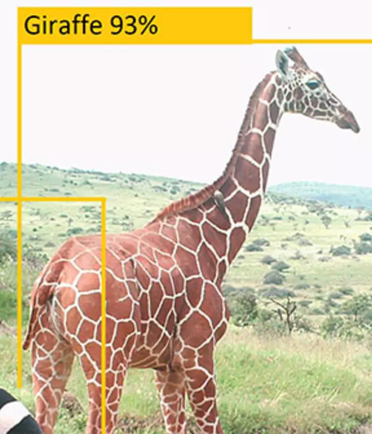 Machine learning for wildlife conservation | ZSL