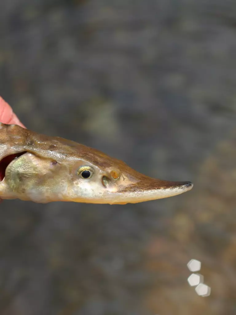 UK sturgeon