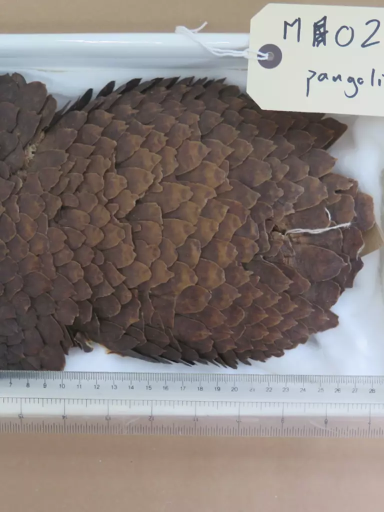 ZSL Biobank | The Zoological Society of London