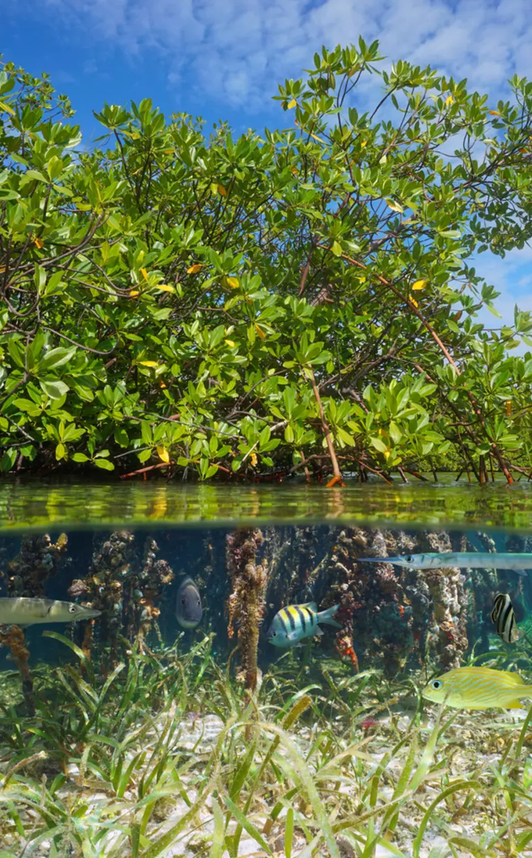 Mangroves | ZSL