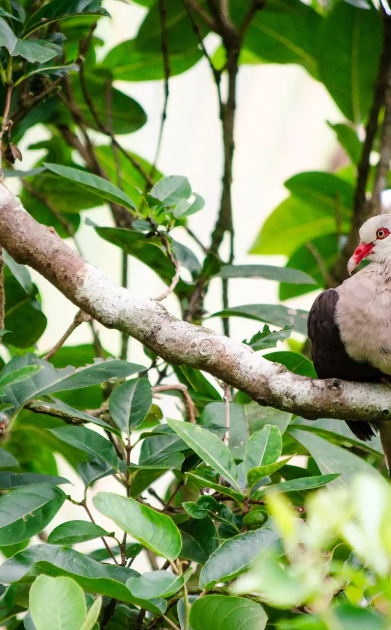 IUCN’s new ‘Green Status of Species’ will help measure impact of ...
