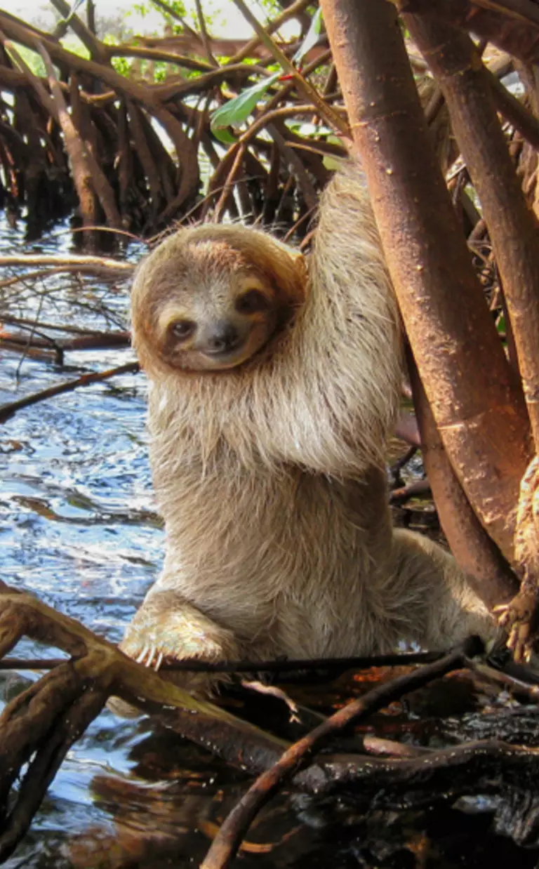 Mangroves | ZSL
