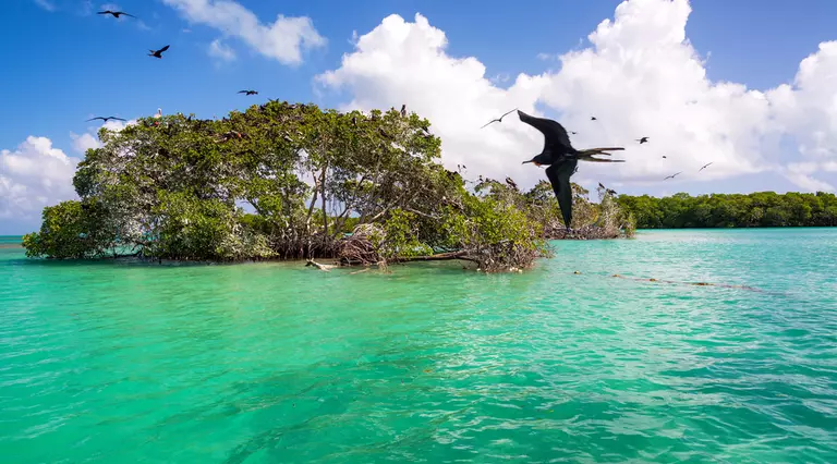 Mangrove forests: 10 things you should know | The Zoological Society of ...