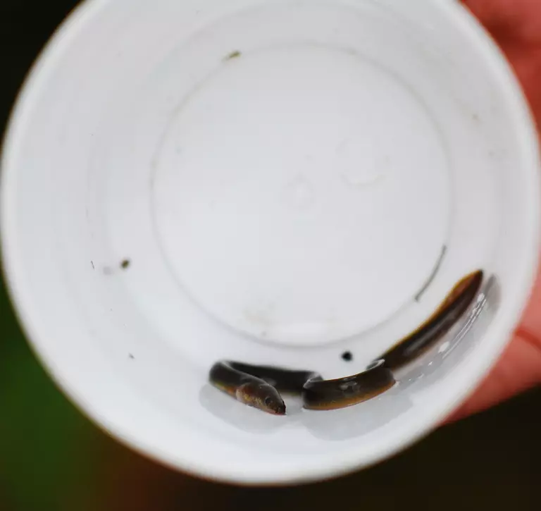 European eel conservation | ZSL