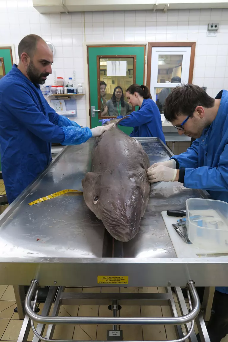 Saving the Critically Endangered angel shark | ZSL