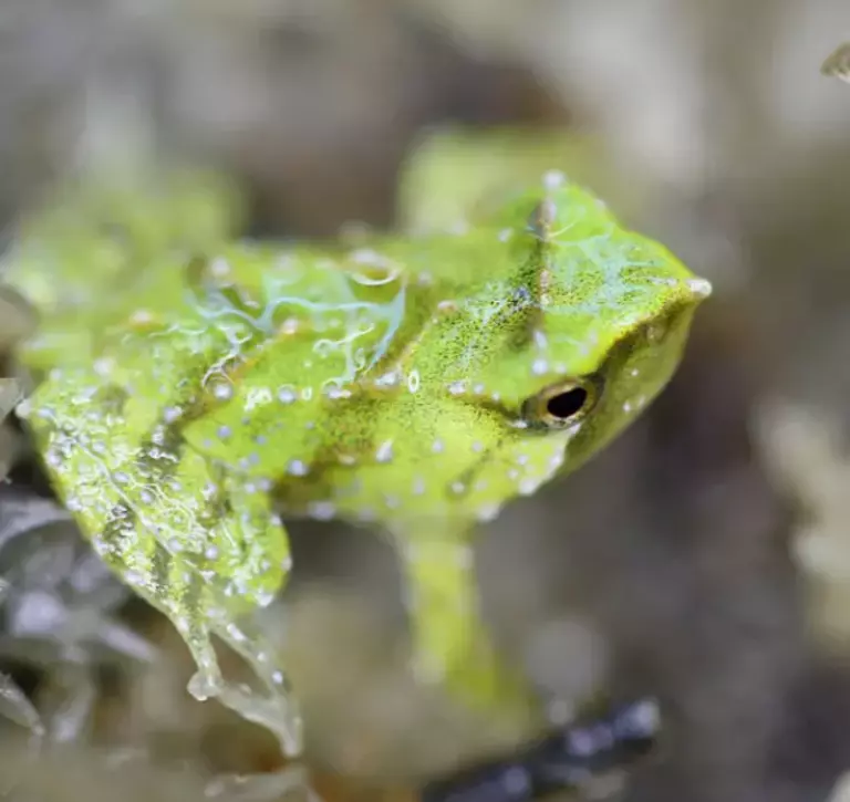 Conservationists move closer to saving tiny frog from amphibian ...
