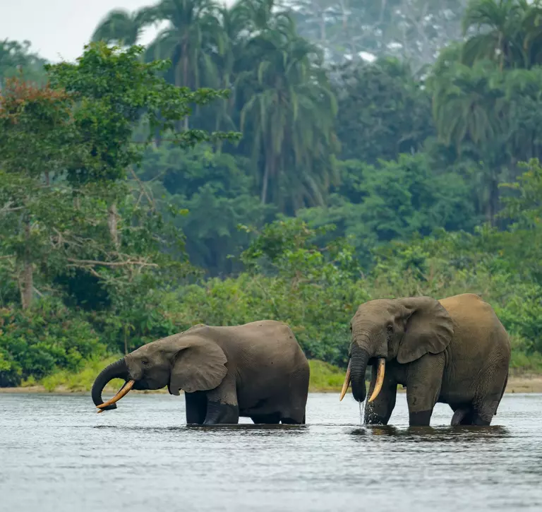 How to save the 10,000 animals and plants hurtling fastest towards ...