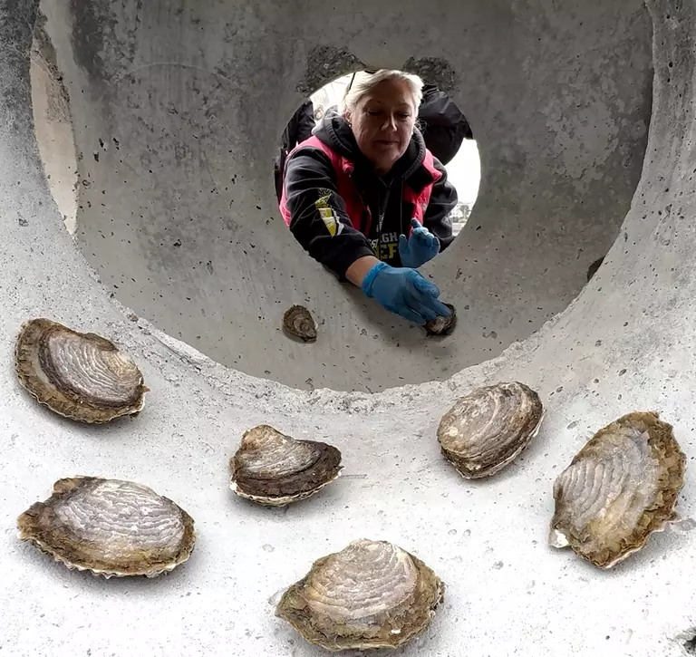 Oyster “cubes” deployed to save UK’s underwater superhero | The ...