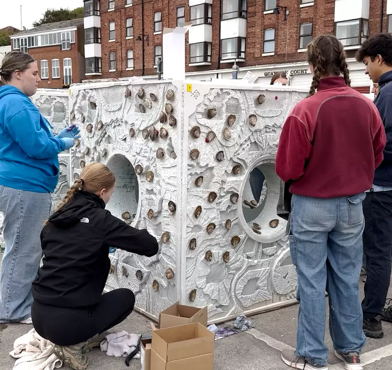 Oyster “cubes” deployed to save UK’s underwater superhero | The ...
