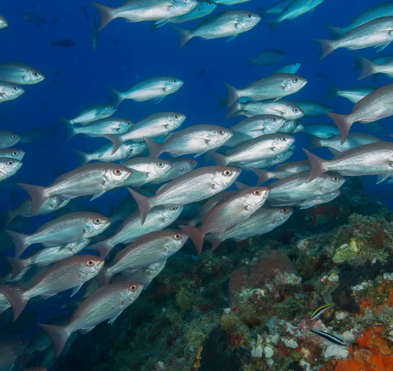 Unite climate and nature policies to prevent costly clashes and protect ...
