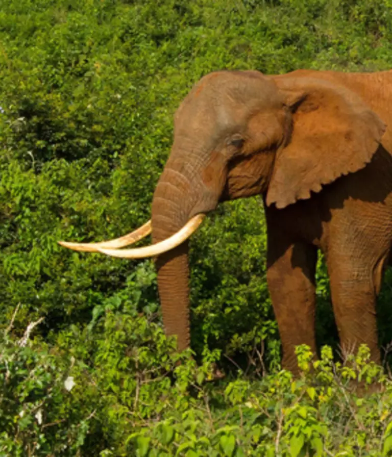 Forest elephant conservation | ZSL
