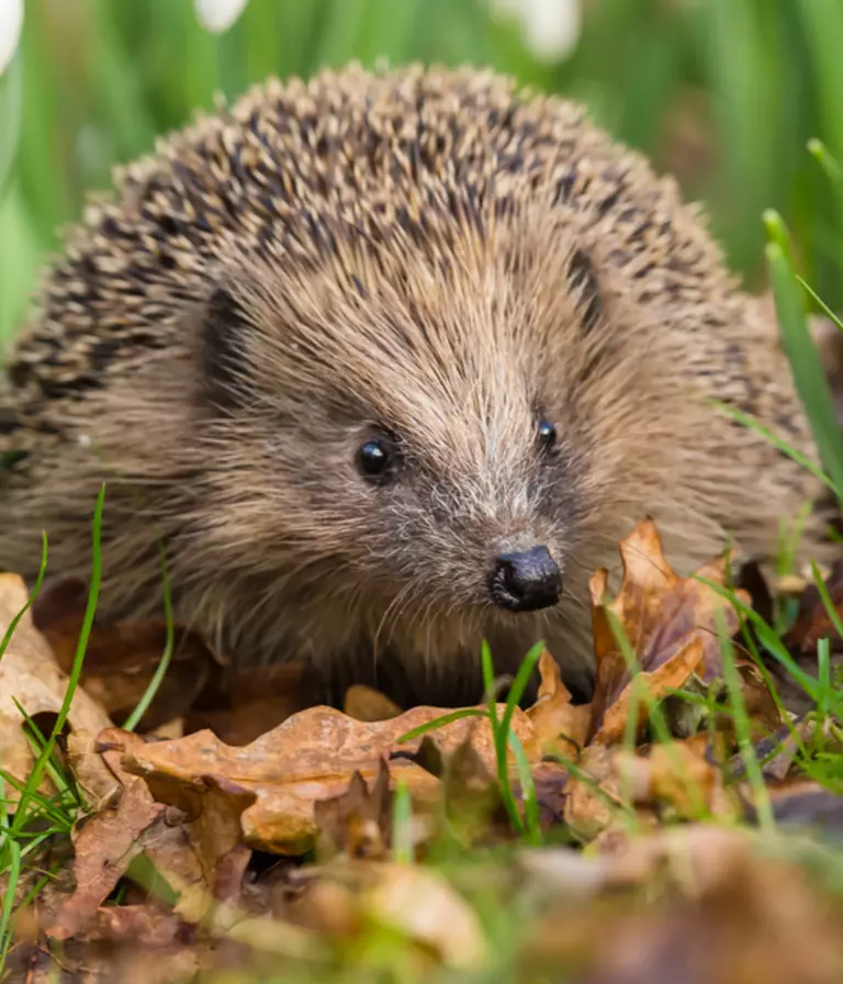 Hedgehog population health – what do we know? | ZSL