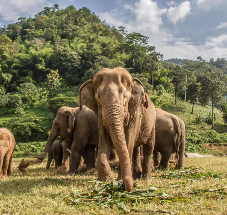 Asian elephant | The Zoological Society of London